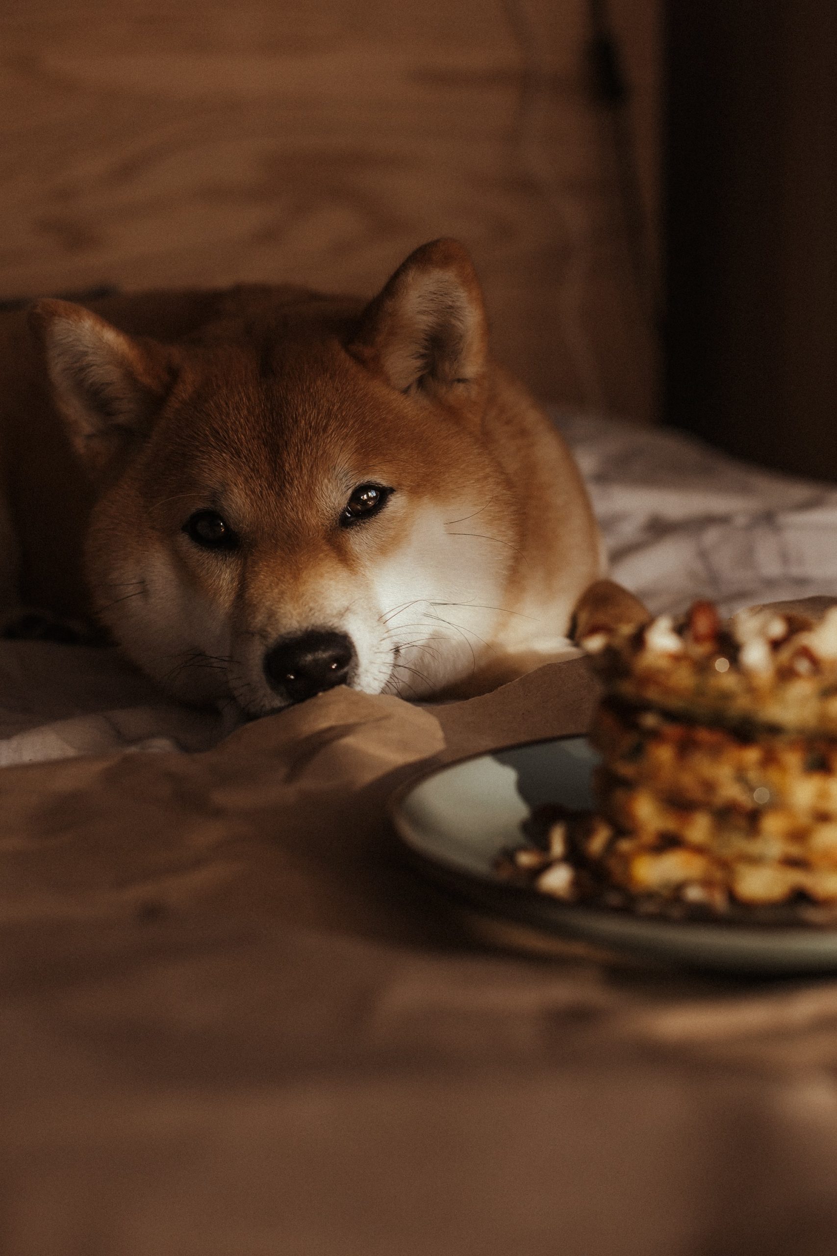 Quelles croquettes pour mon Shiba Inu